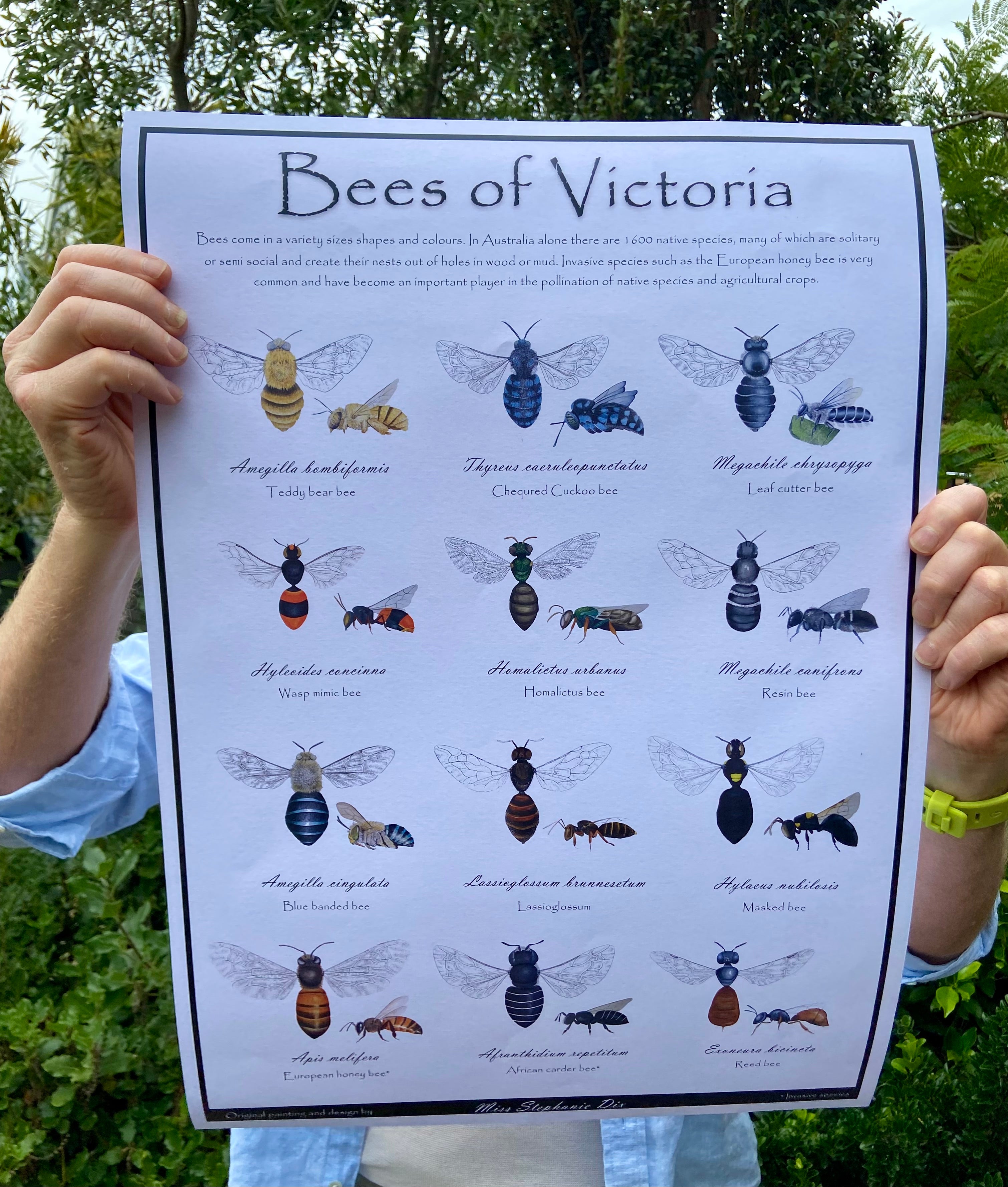 BEES OF VICTORIA: A2 Poster – westernportsupplyco